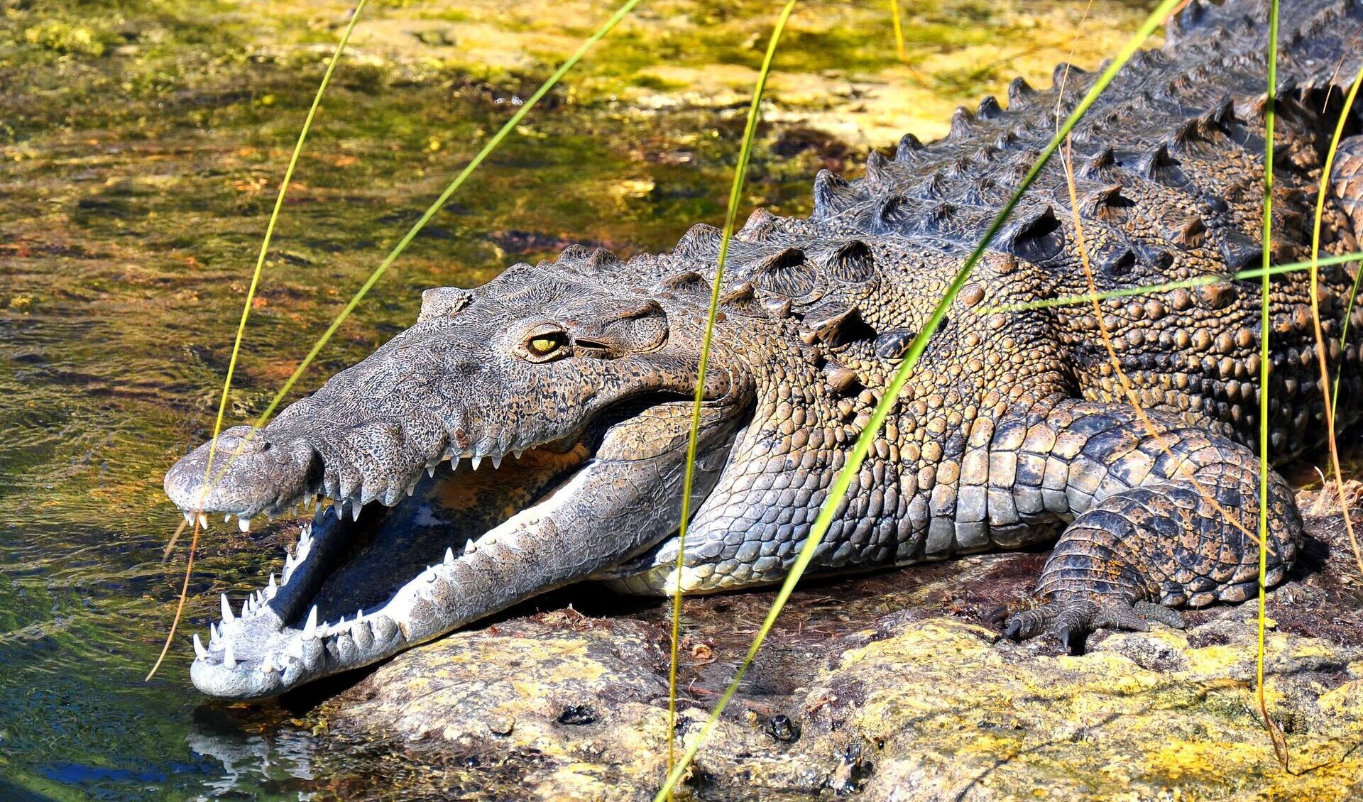 American crocodile facts, distribution & population | BioDB