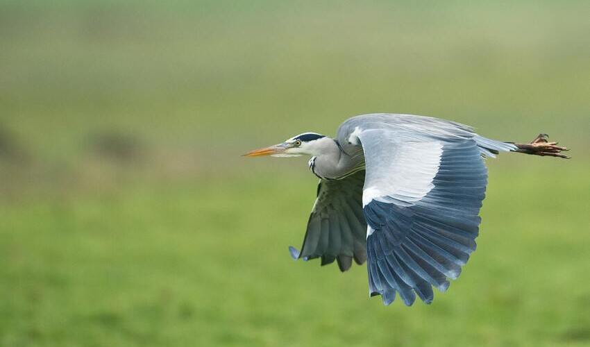 Ardeidae – Herons, egrets & bitterns: facts, distribution & population ...