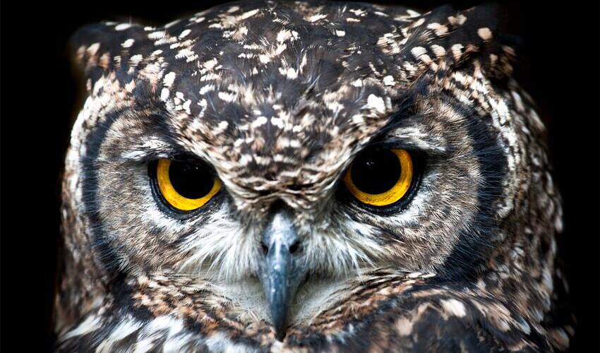 Strigidae – True owls: facts, distribution & population | BioDB