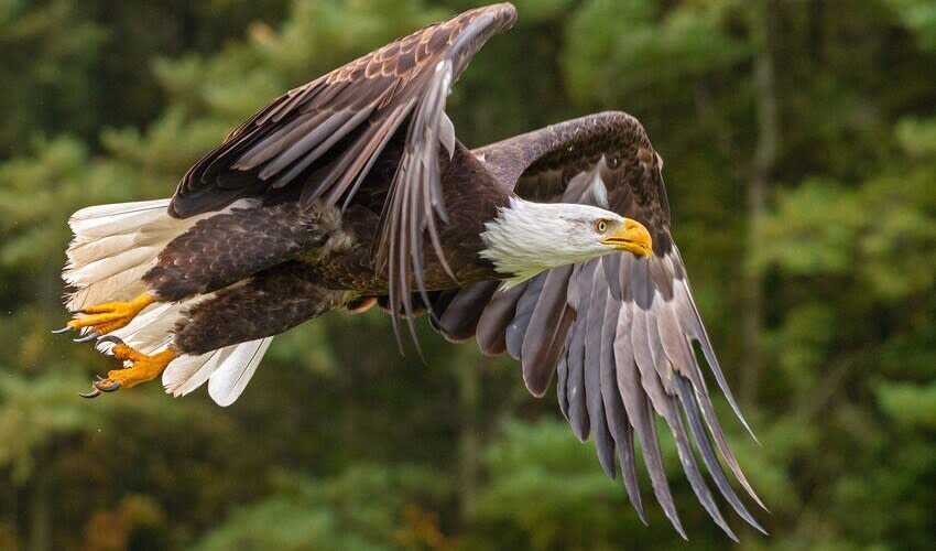 Accipitriformes: facts, distribution & population | BioDB