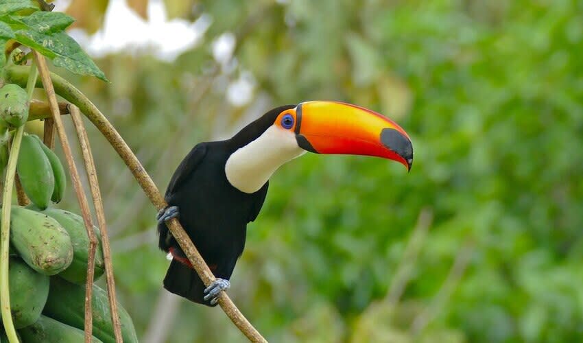 Piciformes – Woodpeckers & tucans: facts, distribution & population | BioDB