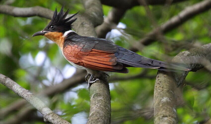 Cuculidae - Cuckoos & allies: facts, distribution & population | BioDB