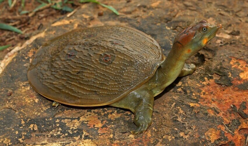 Trionychidae – Softshell turtles: facts, distribution & population | BioDB
