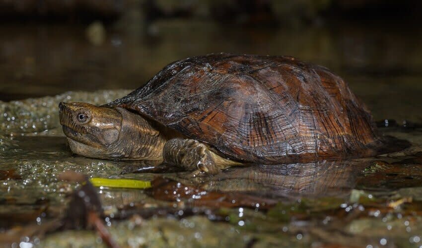 Geoemydidae – Eastern pond turtles: facts, distribution & population ...