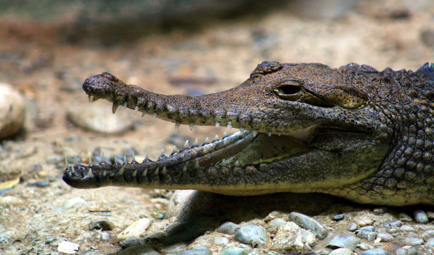 Crocodylus – True crocodiles: facts, distribution & population | BioDB