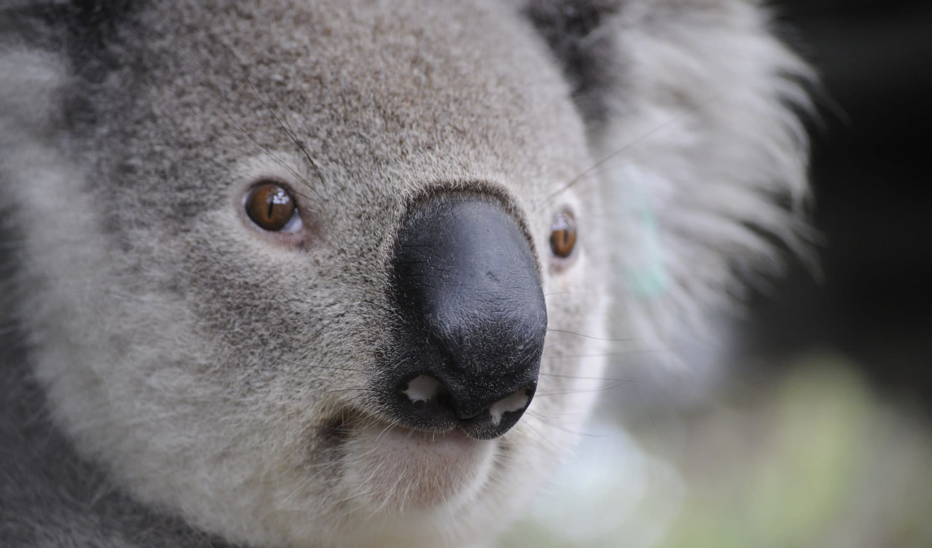 Koala facts, distribution & population | BioDB