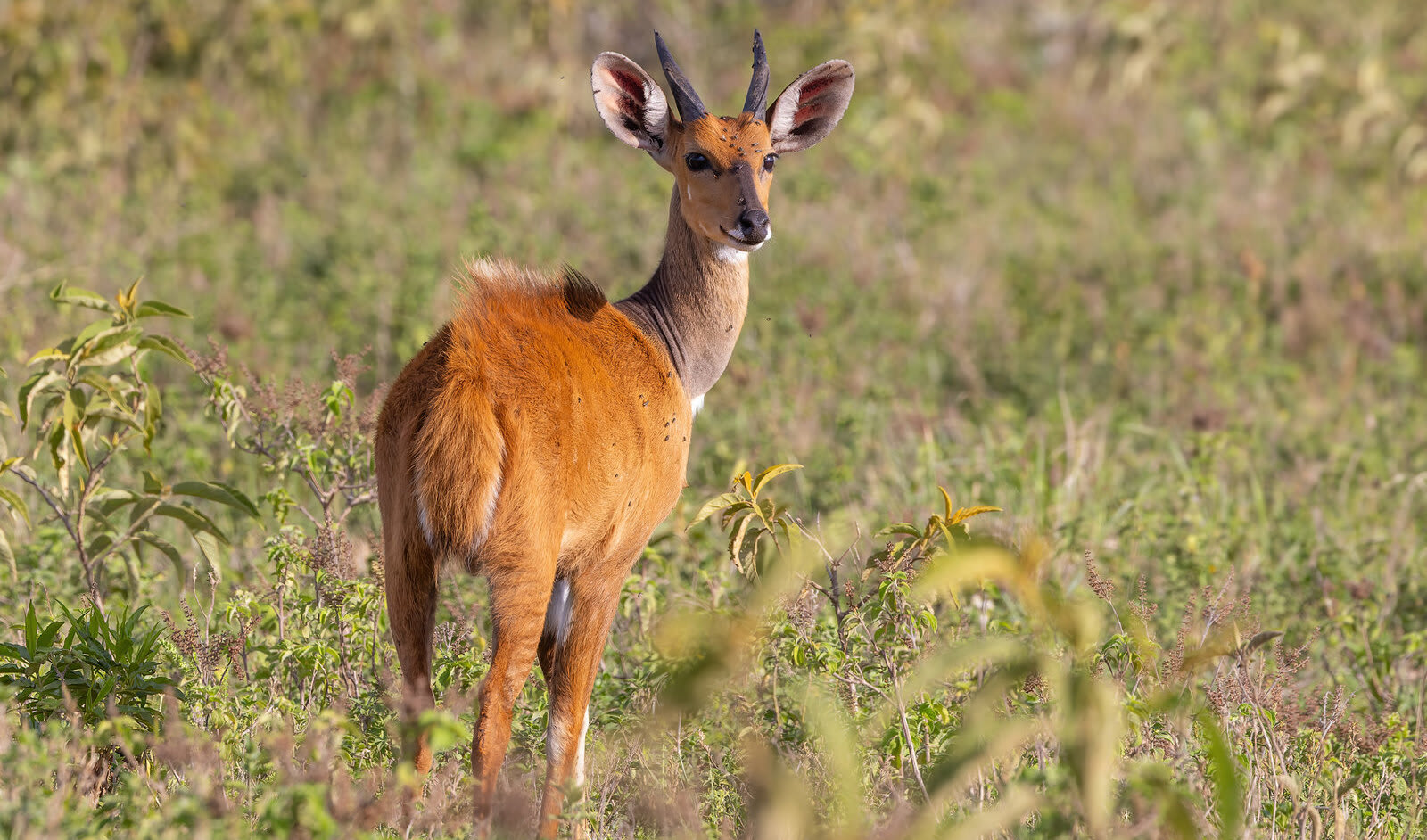 Cape bushbuck facts, distribution & population | BioDB