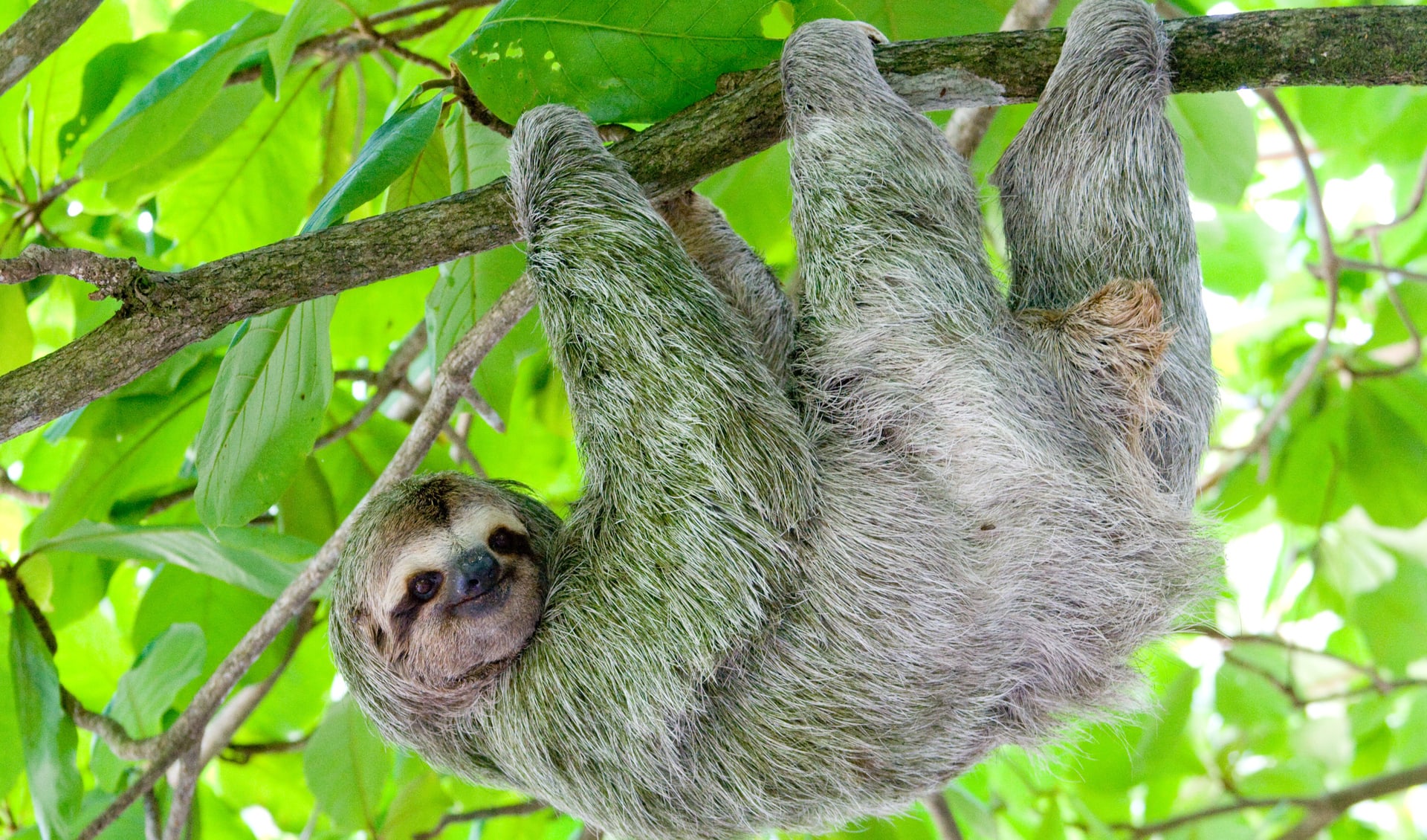 Brown-throated sloth facts, distribution & population | BioDB