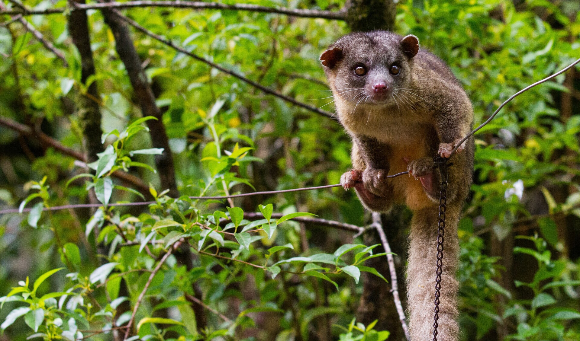 Kinkajou facts, distribution & population | BioDB