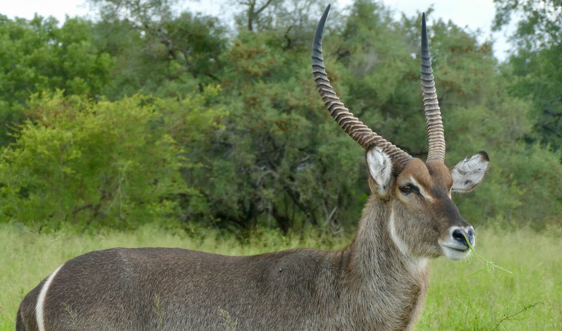 Waterbuck facts, distribution & population | BioDB
