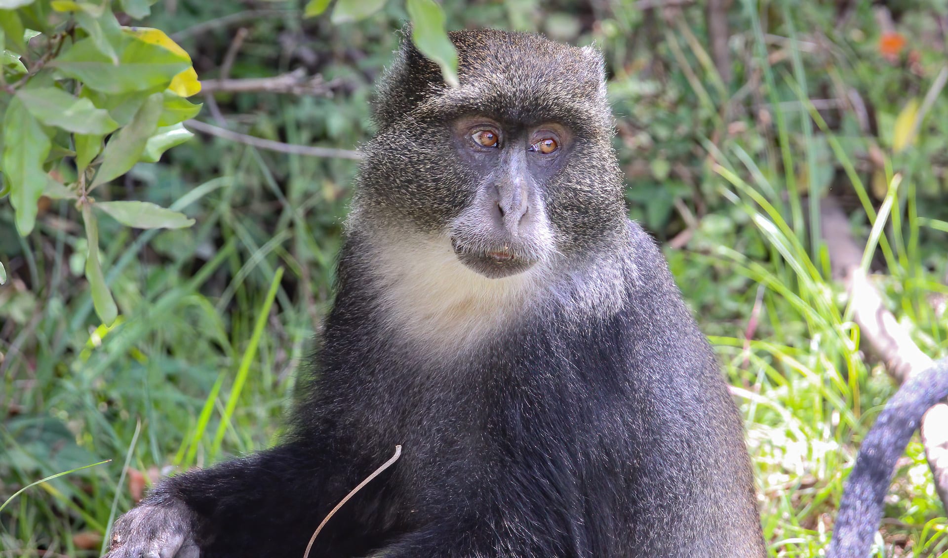 Blue monkey facts, distribution & population | BioDB