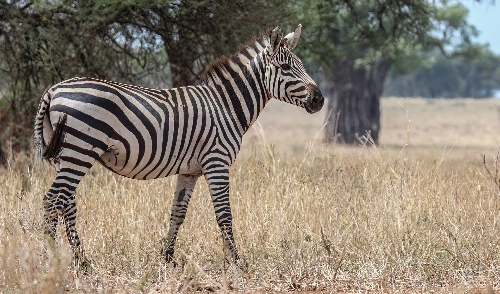 Plains zebra facts, distribution & population | BioDB