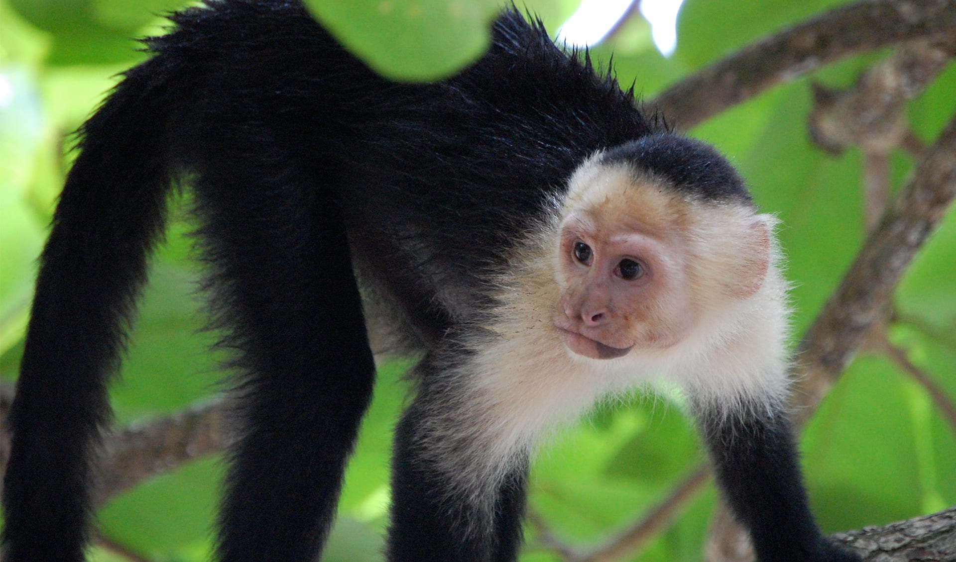 White-faced capuchin facts, distribution & population | BioDB