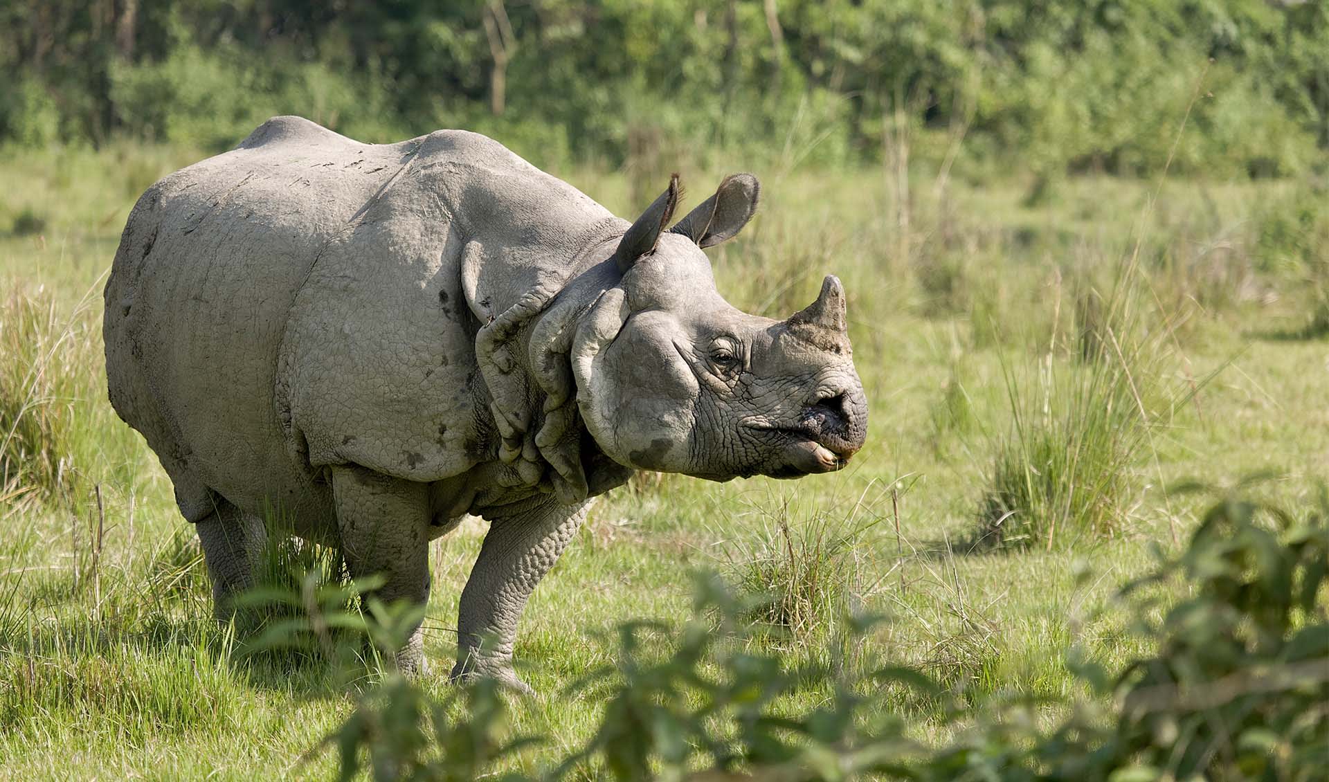 Indian rhinoceros facts, distribution & population | BioDB
