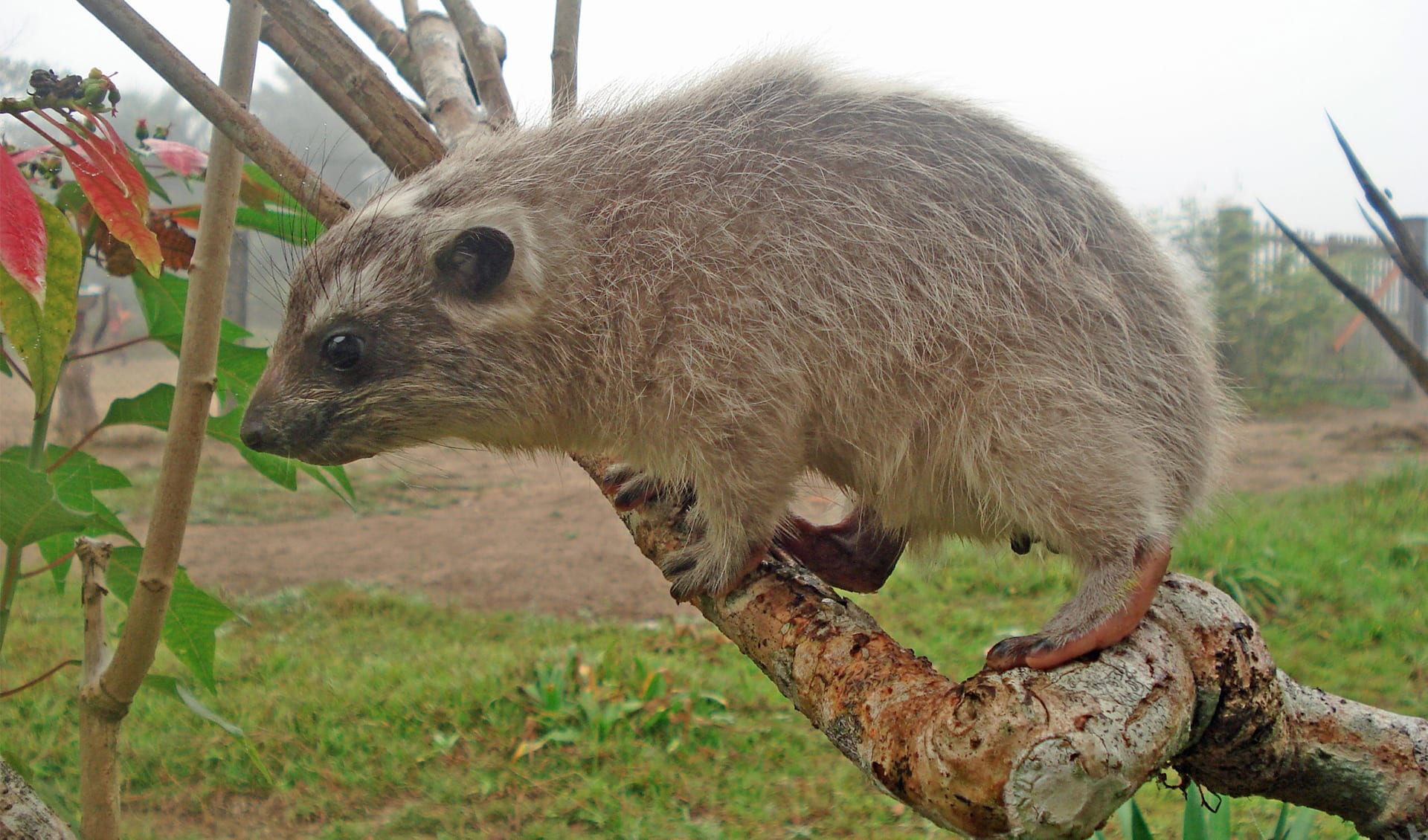 Eastern tree hyrax facts, distribution & population | BioDB