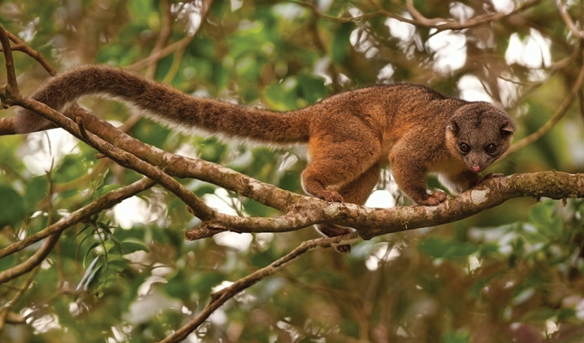 Northern olingo facts, distribution & population | BioDB