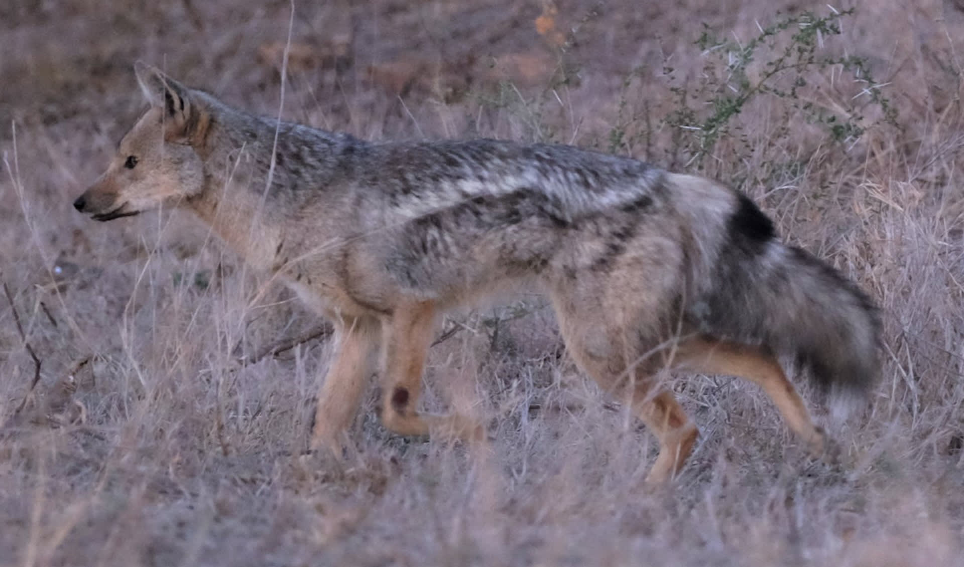 Side-striped jackal facts, distribution & population | BioDB