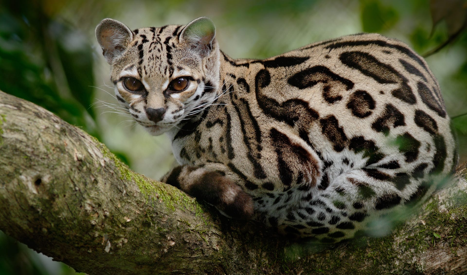 Margay facts, distribution & population | BioDB