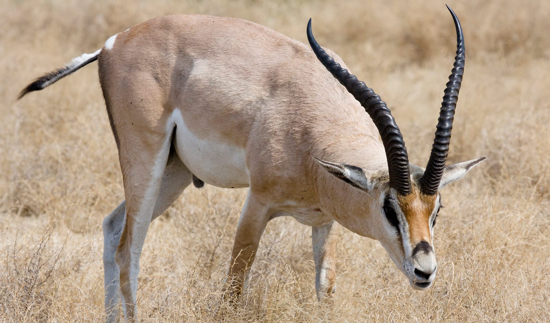 Grant's gazelle facts, distribution & population | BioDB