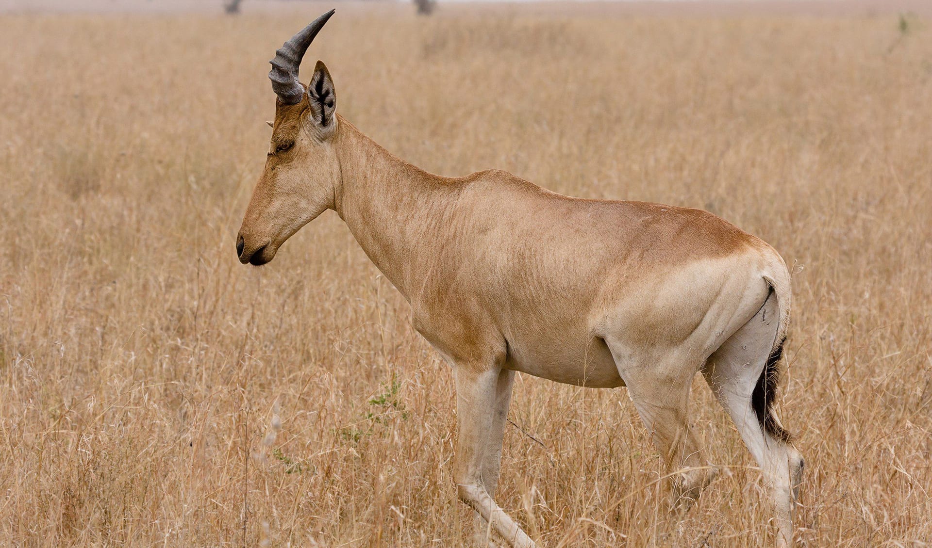 Hartebeest facts, distribution & population | BioDB