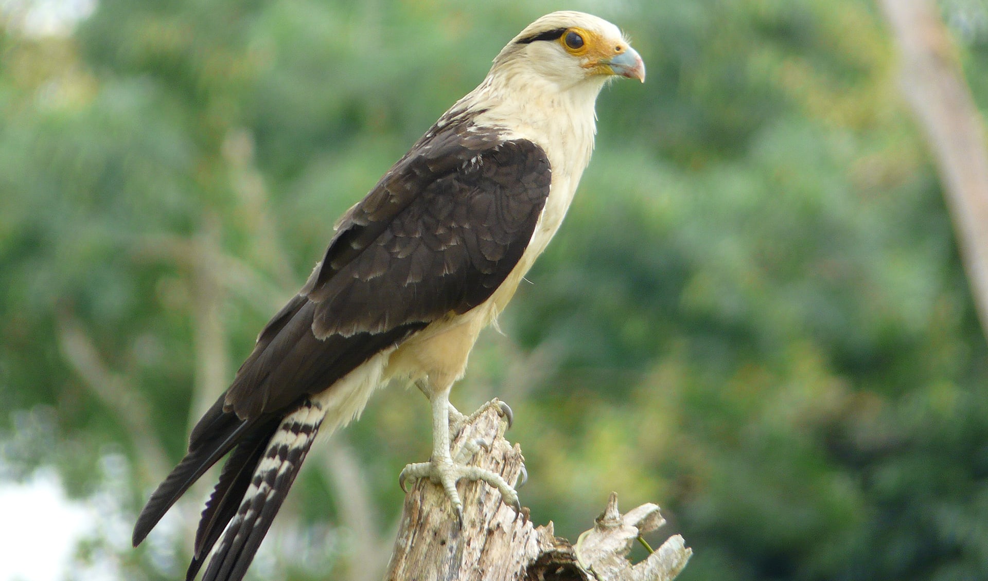 Yellow-headed caracara facts, distribution & population | BioDB