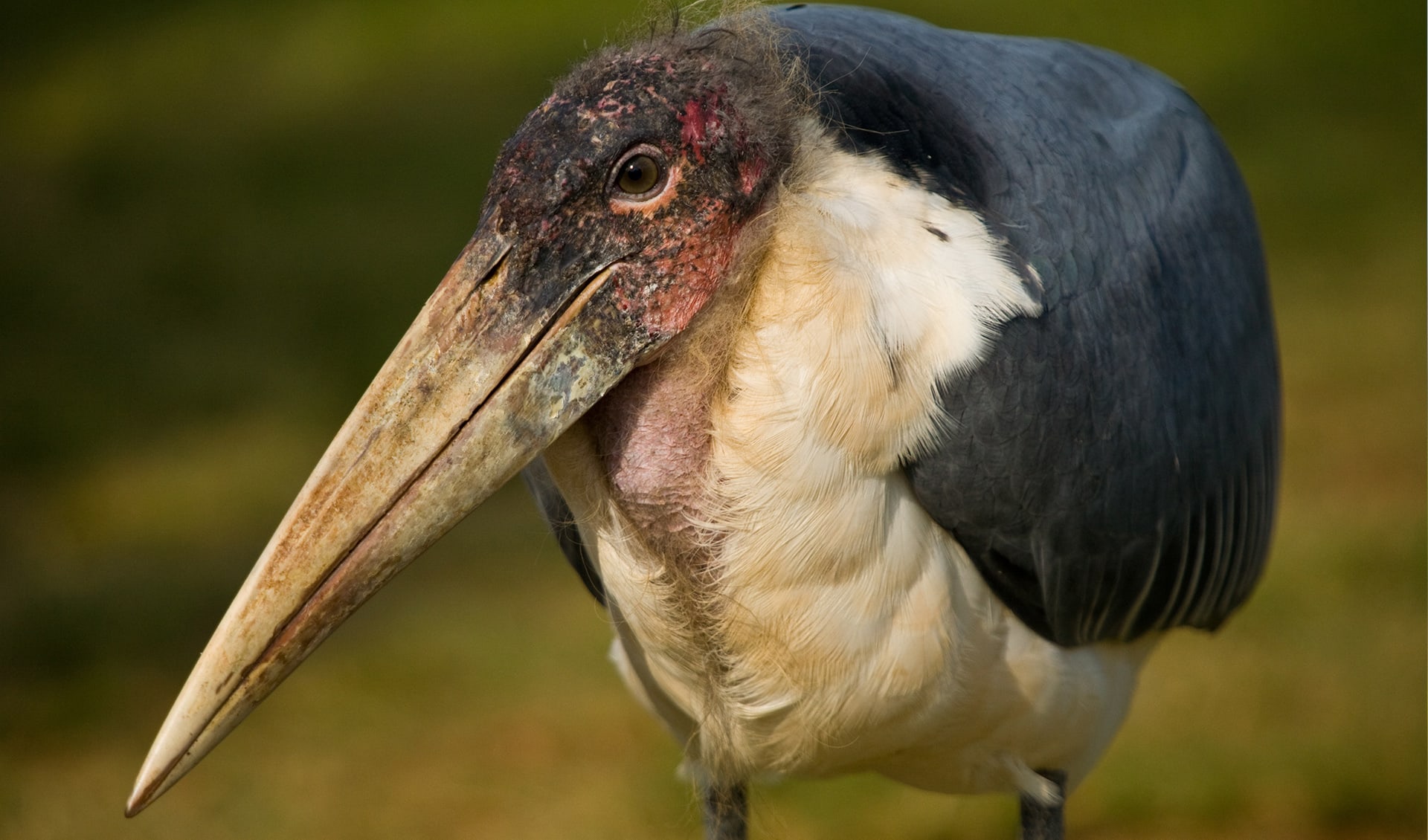 Marabou stork facts, distribution & population | BioDB