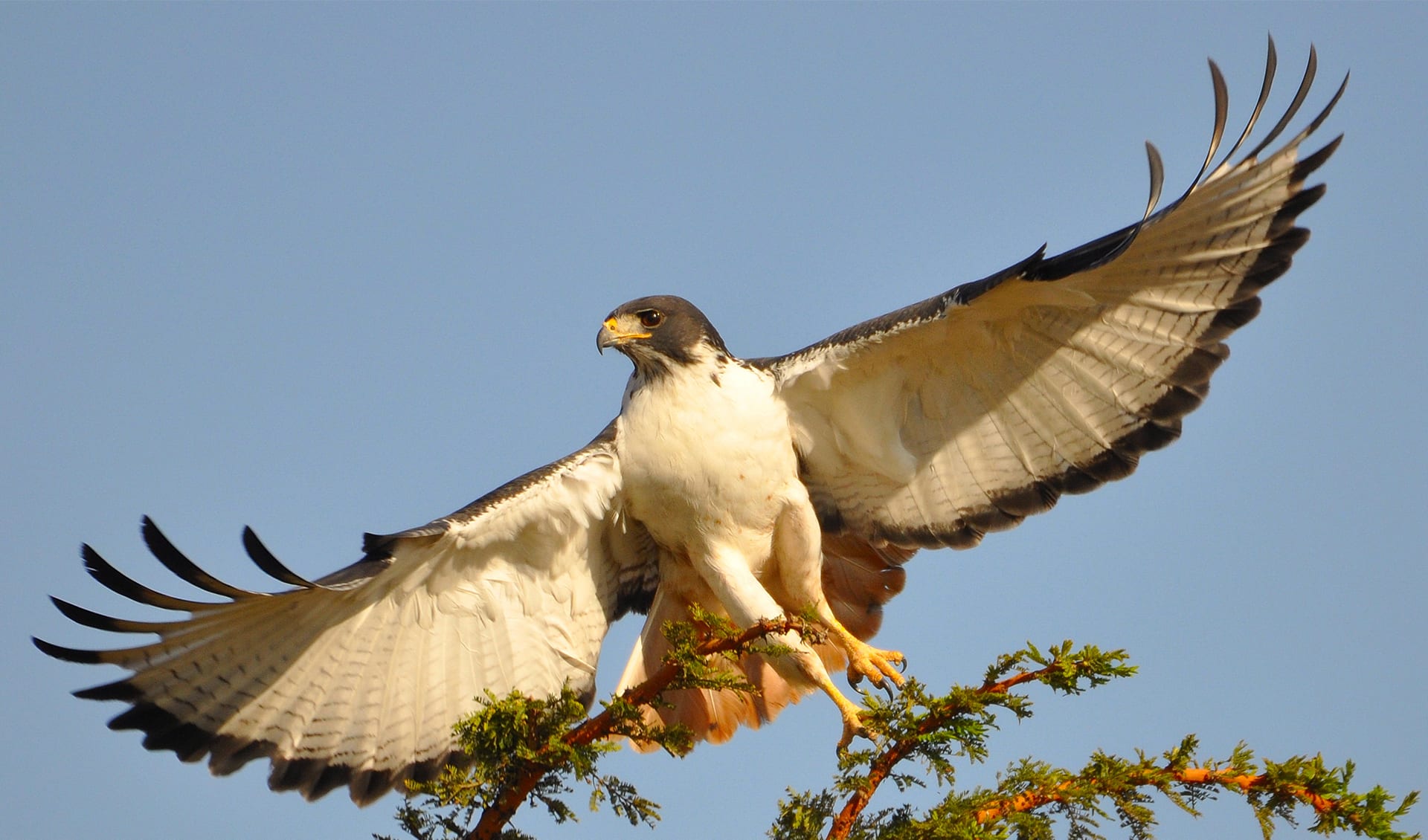 Augur buzzard facts, distribution & population | BioDB