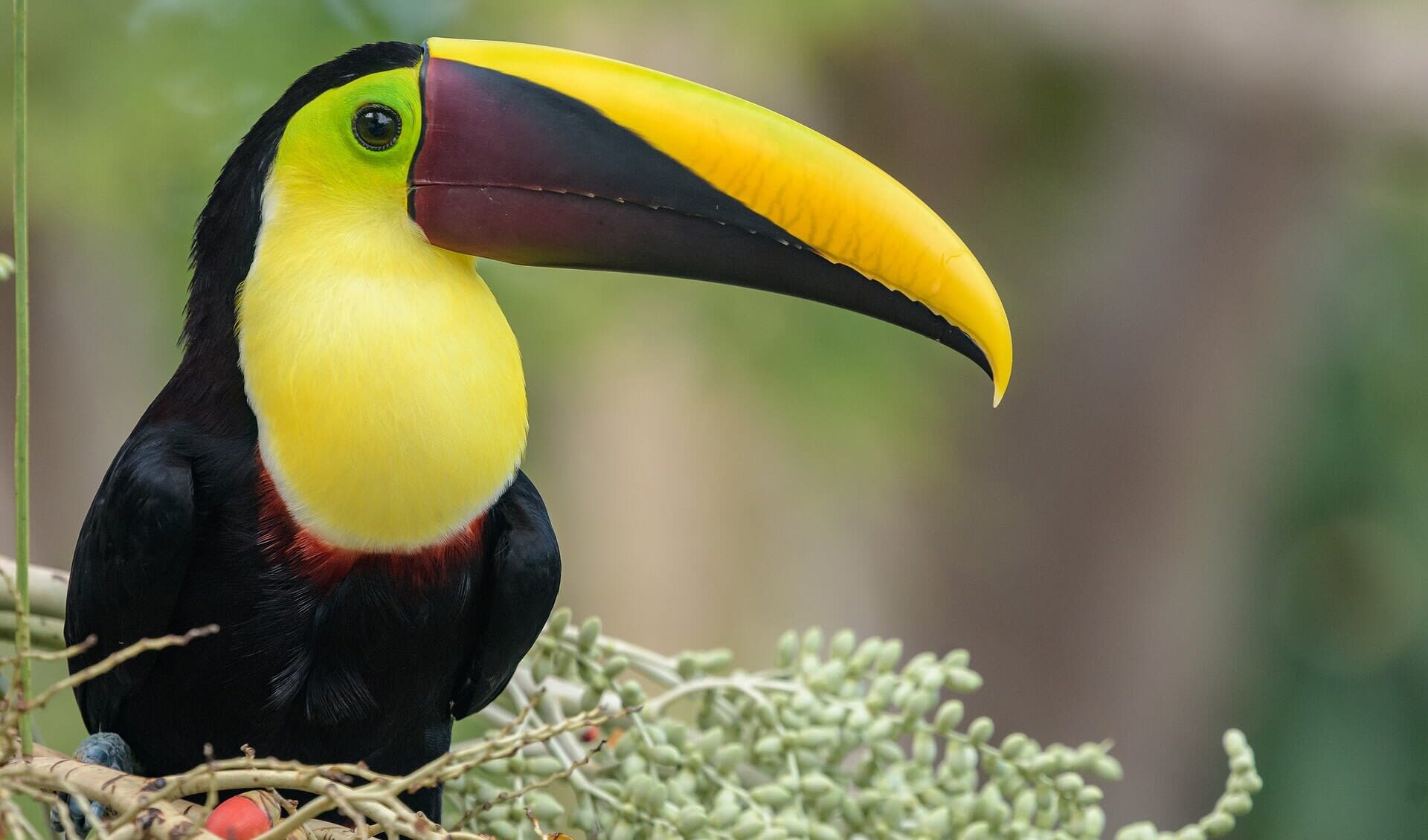 Yellow-throated toucan facts, distribution & population | BioDB
