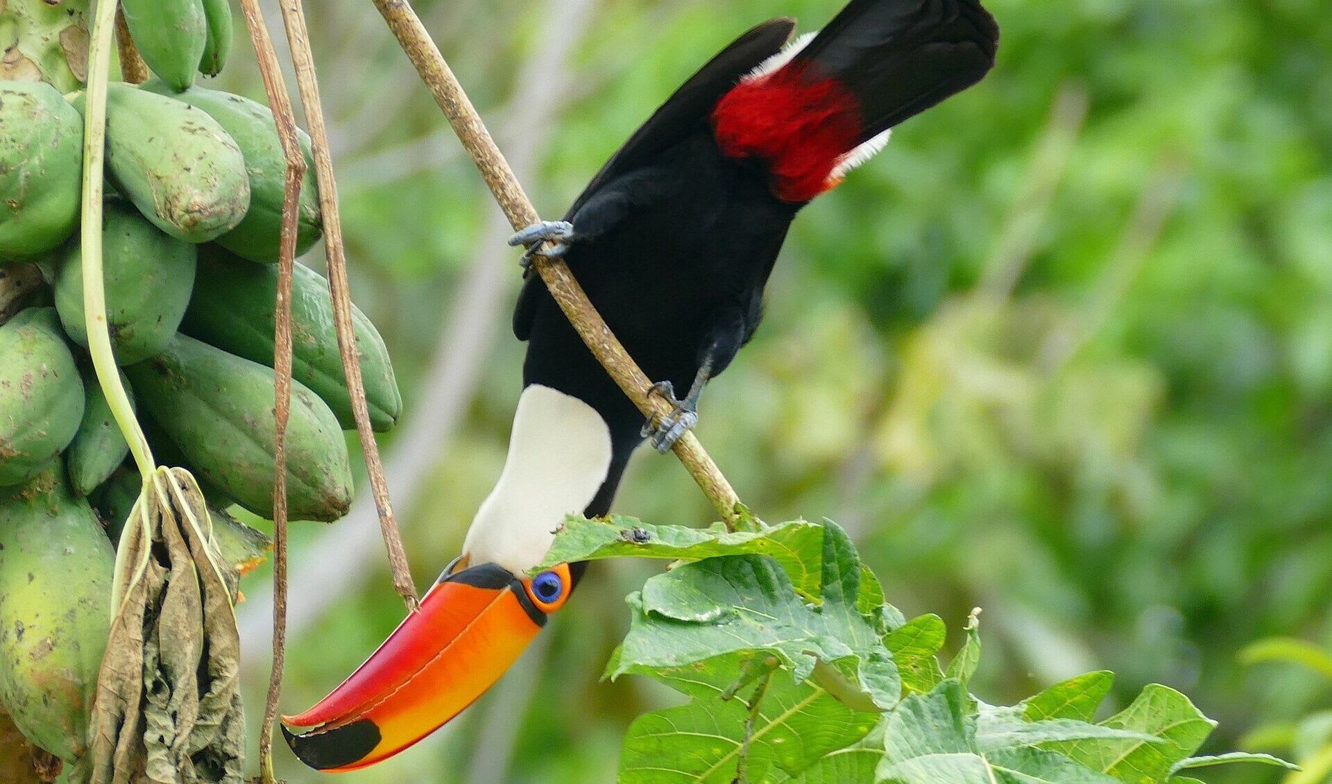 Toco toucan facts, distribution & population | BioDB