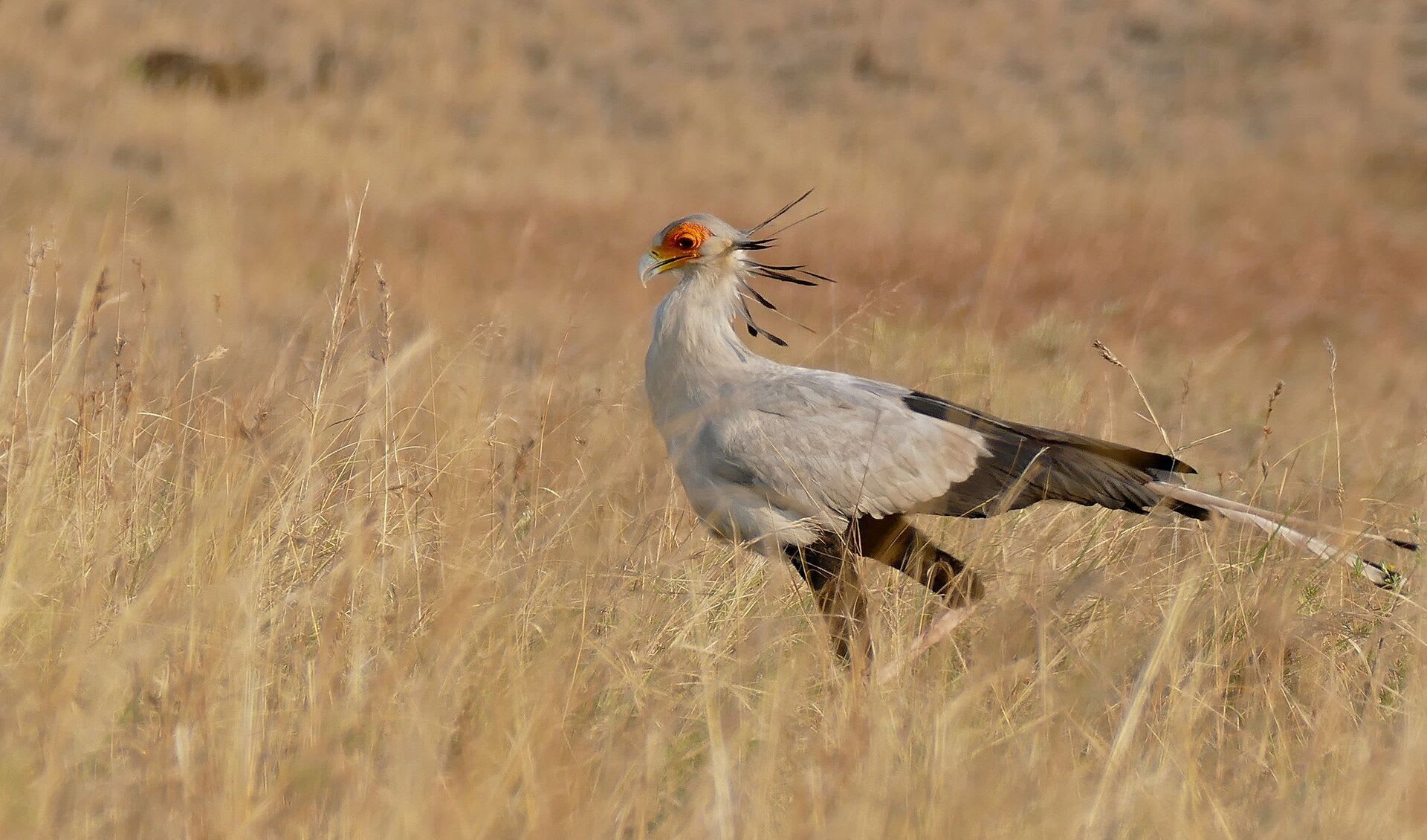 Secretarybird facts, distribution & population | BioDB