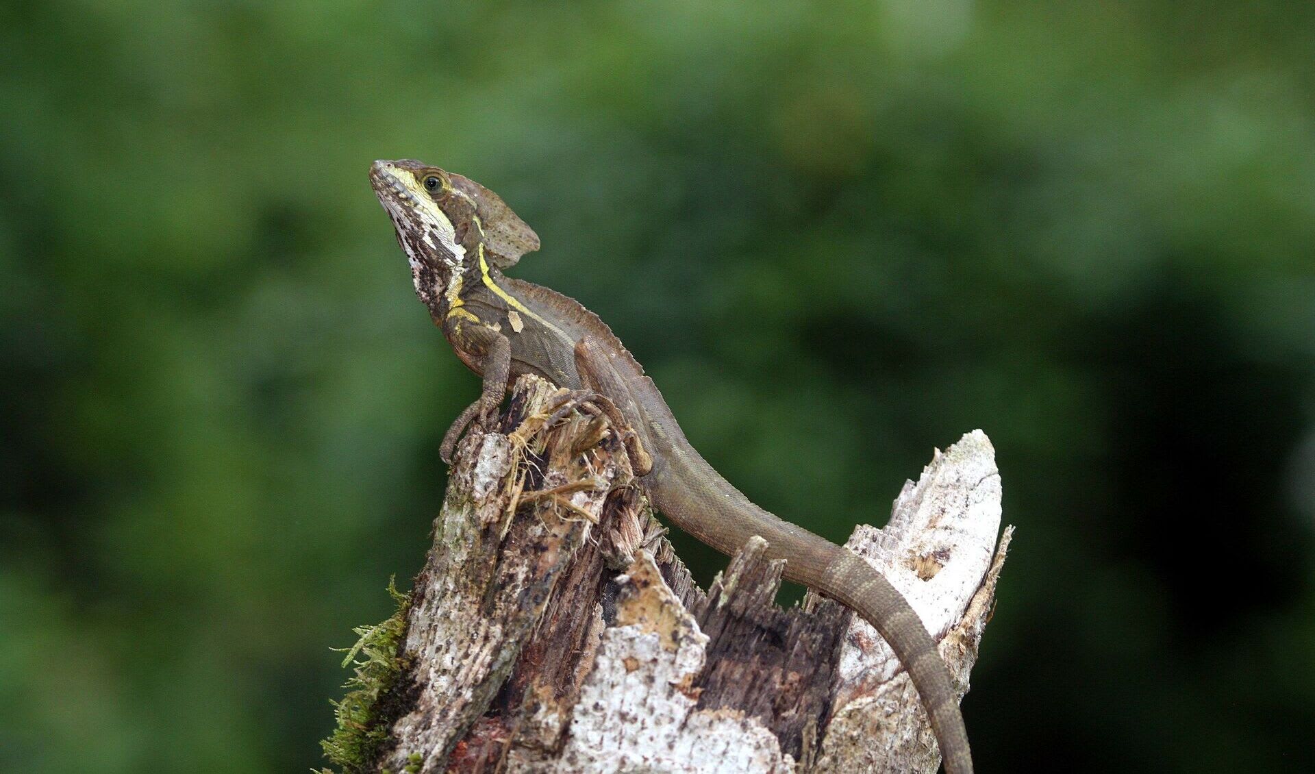 Common basilisk facts, distribution & population | BioDB