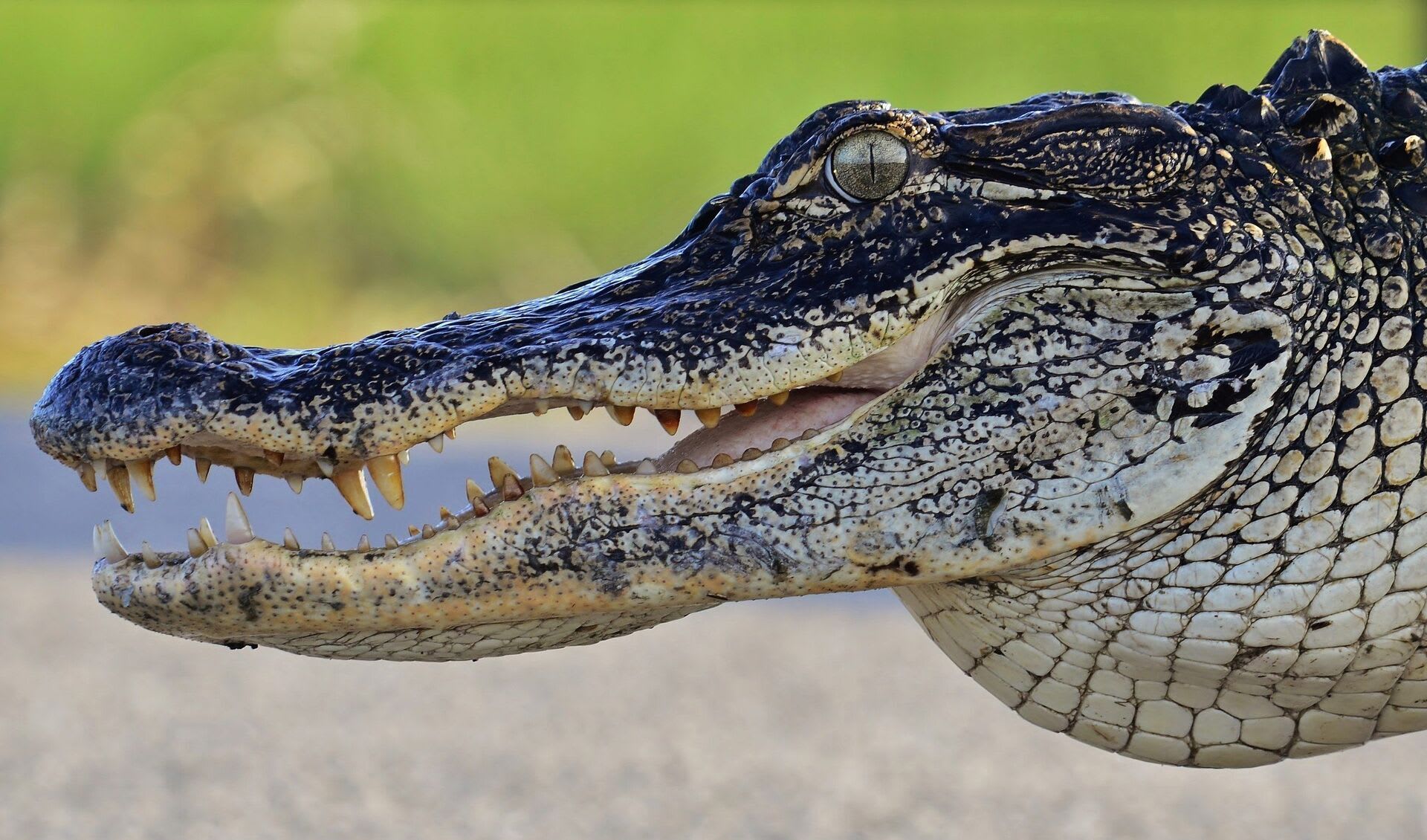 American alligator facts, distribution & population | BioDB