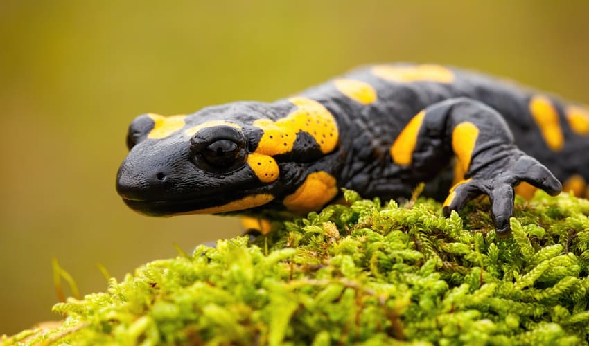 Urodela - Salamanders: facts, distribution & population | BioDB