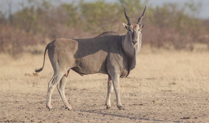 Common eland facts, distribution & population | BioDB