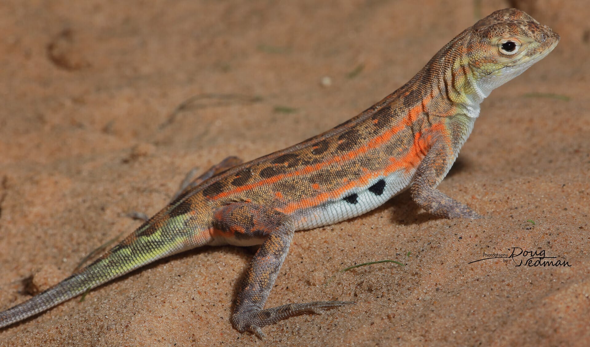 Phrynosomatidae – Horned lizards: facts, distribution & population | BioDB