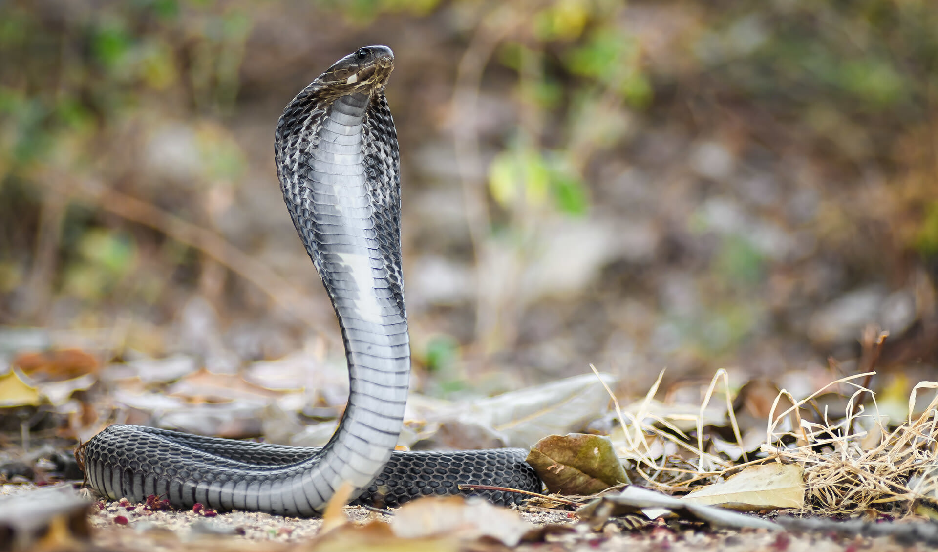 Elapidae – Elapids: facts, distribution & population | BioDB