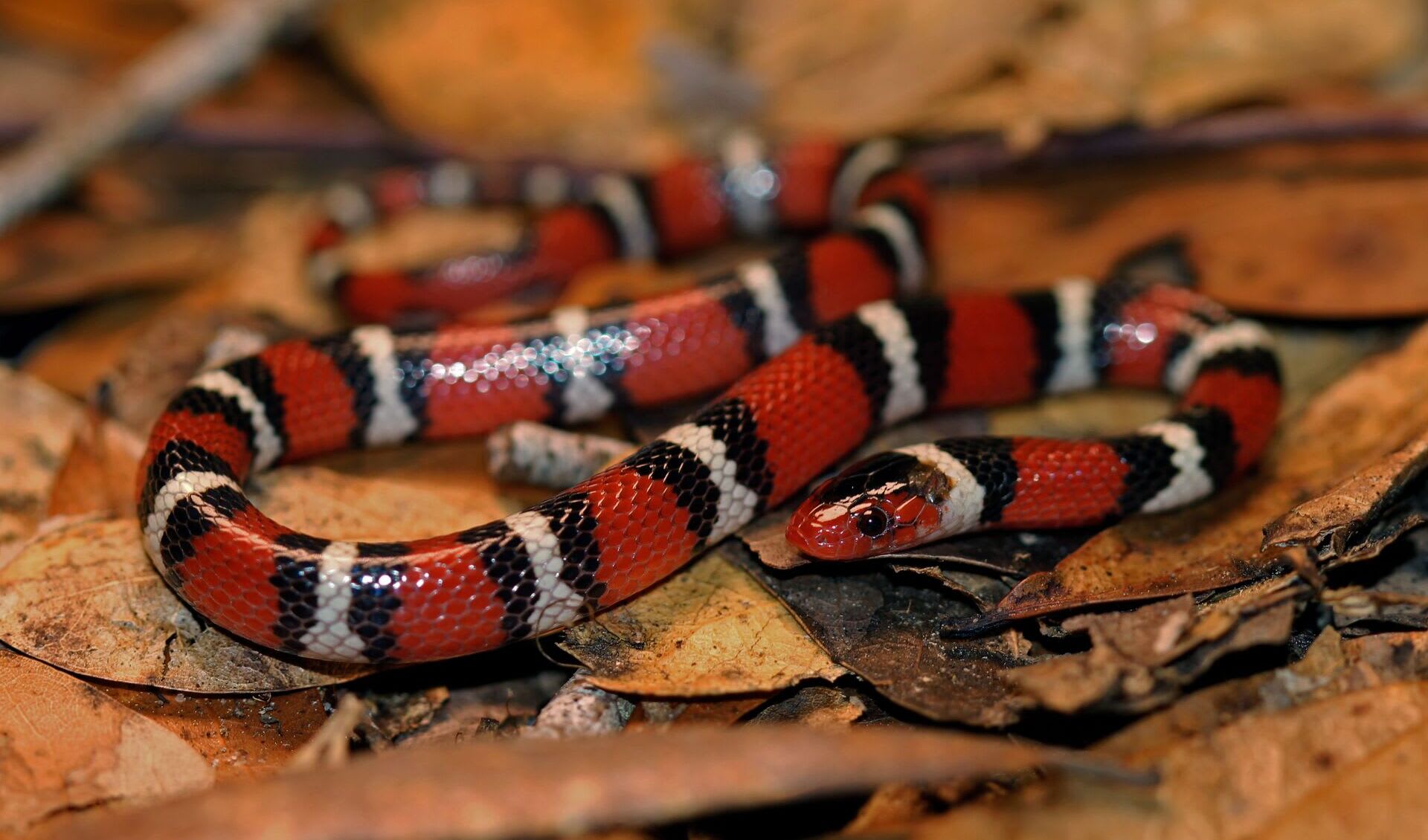 Scarlet kingsnake facts, distribution & population | BioDB
