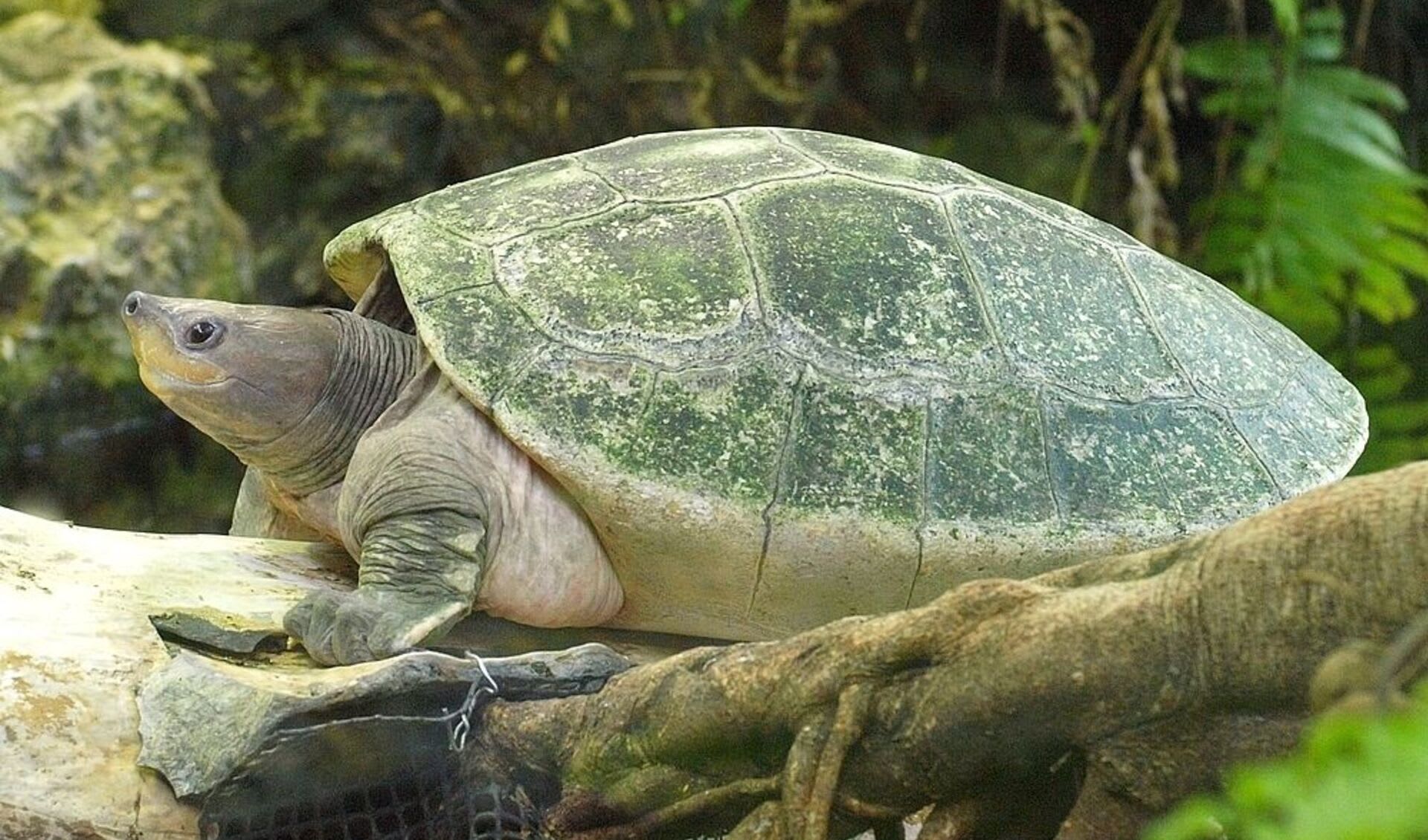 Painted terrapin facts, distribution & population | BioDB