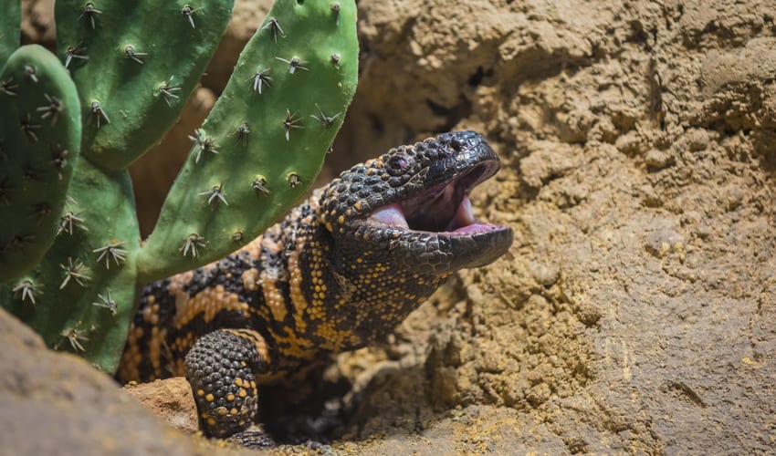 Heloderma – Gila monsters: facts, distribution & population | BioDB