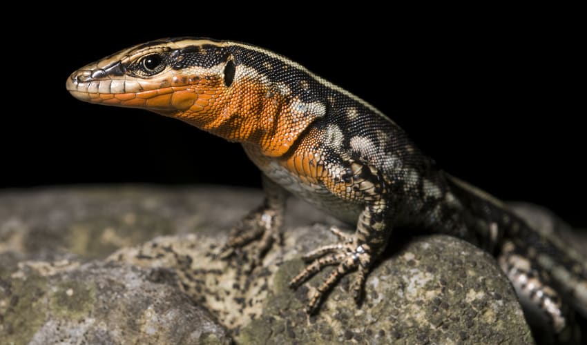 Lacertidae – Lacertids: facts, distribution & population | BioDB