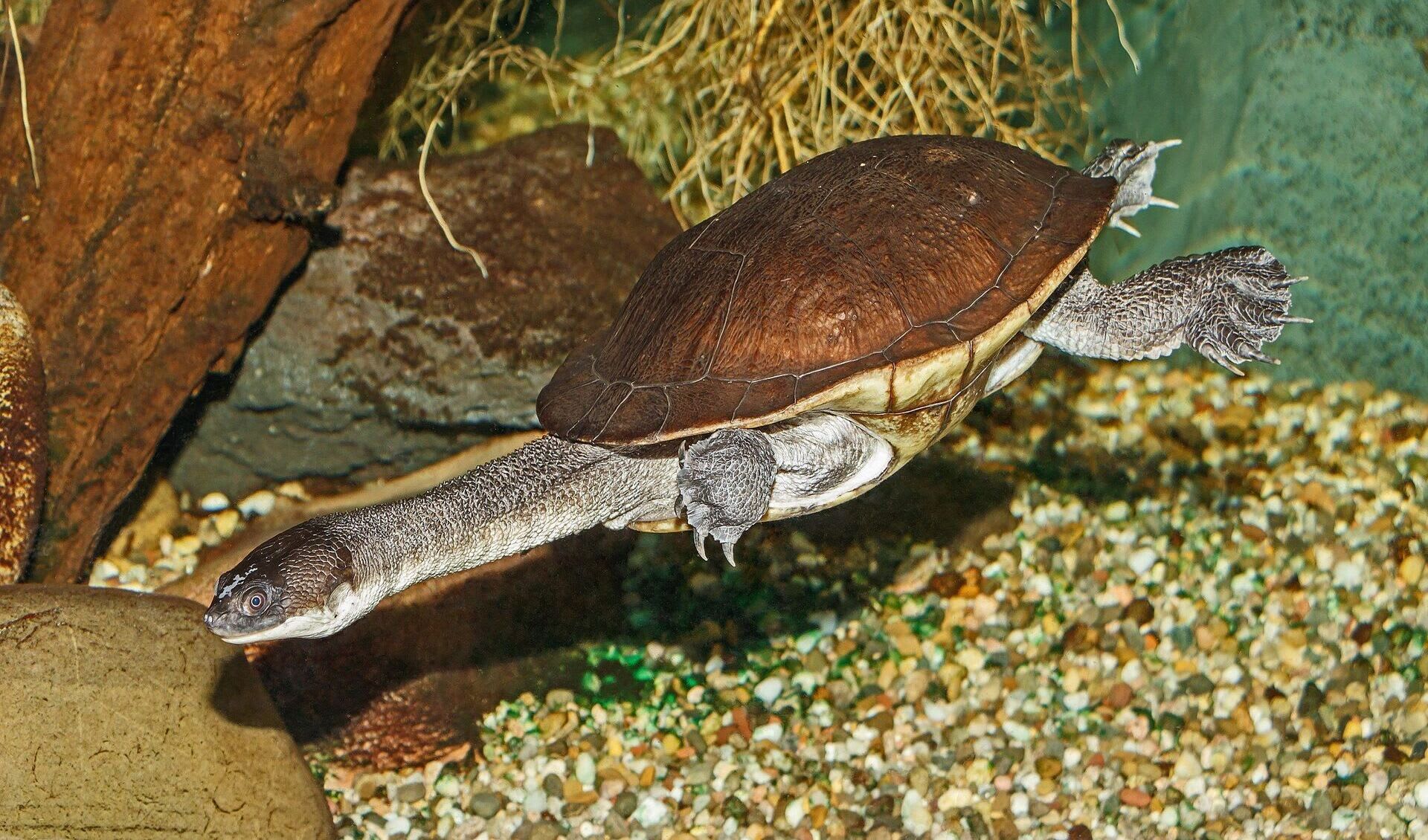 Roti snake-necked turtle facts, distribution & population | BioDB