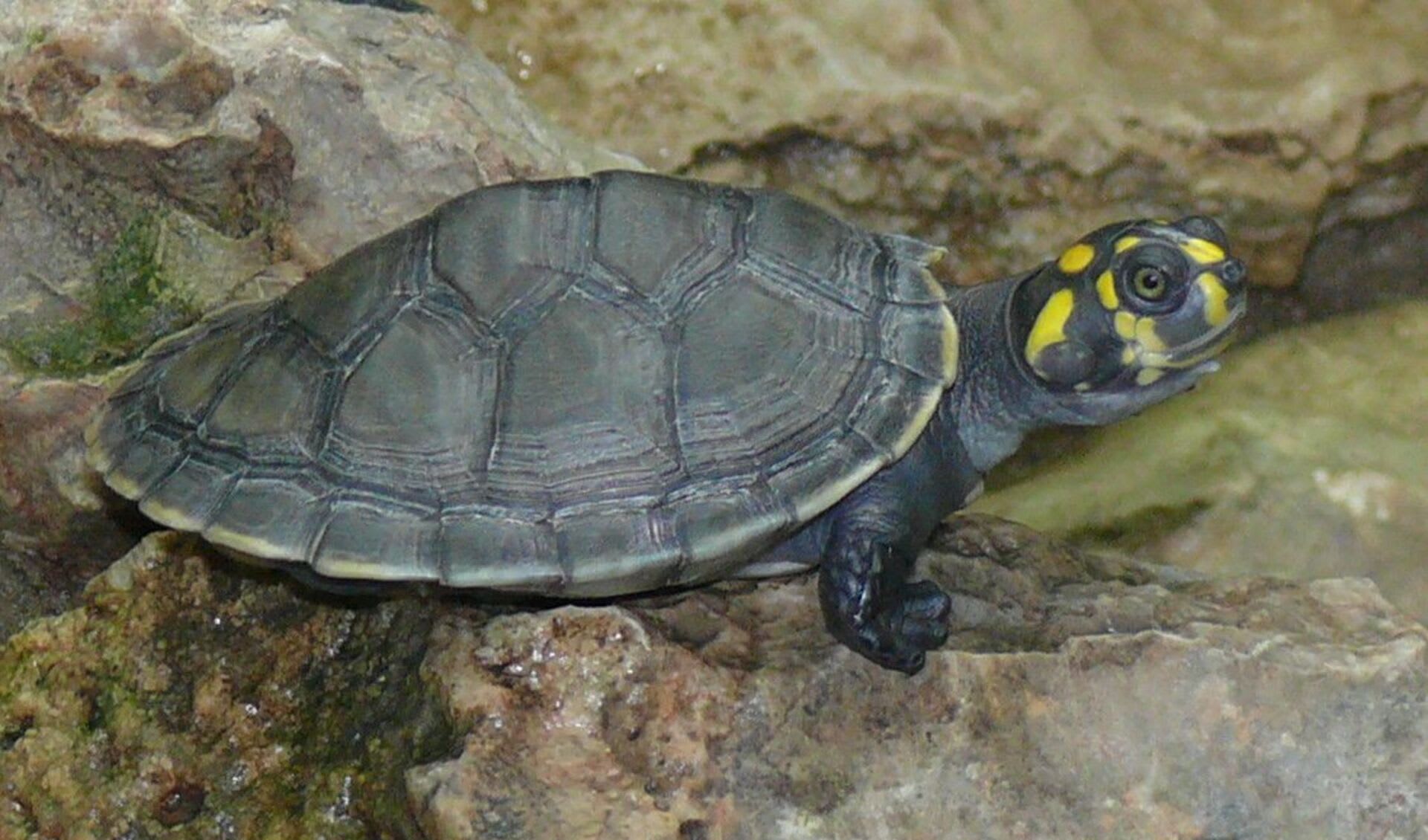 Yellow-spotted river turtle facts, distribution & population | BioDB