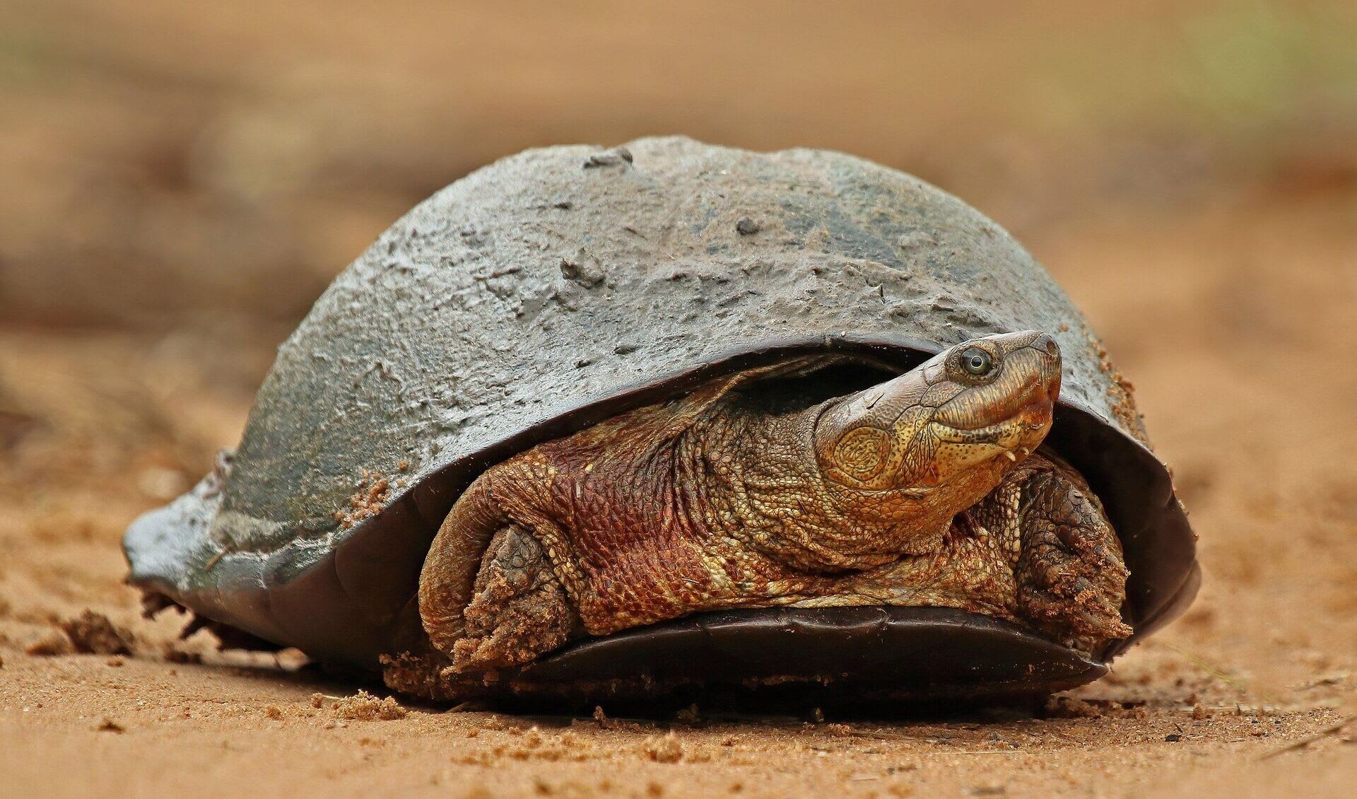 African helmeted turtle facts, distribution & population | BioDB