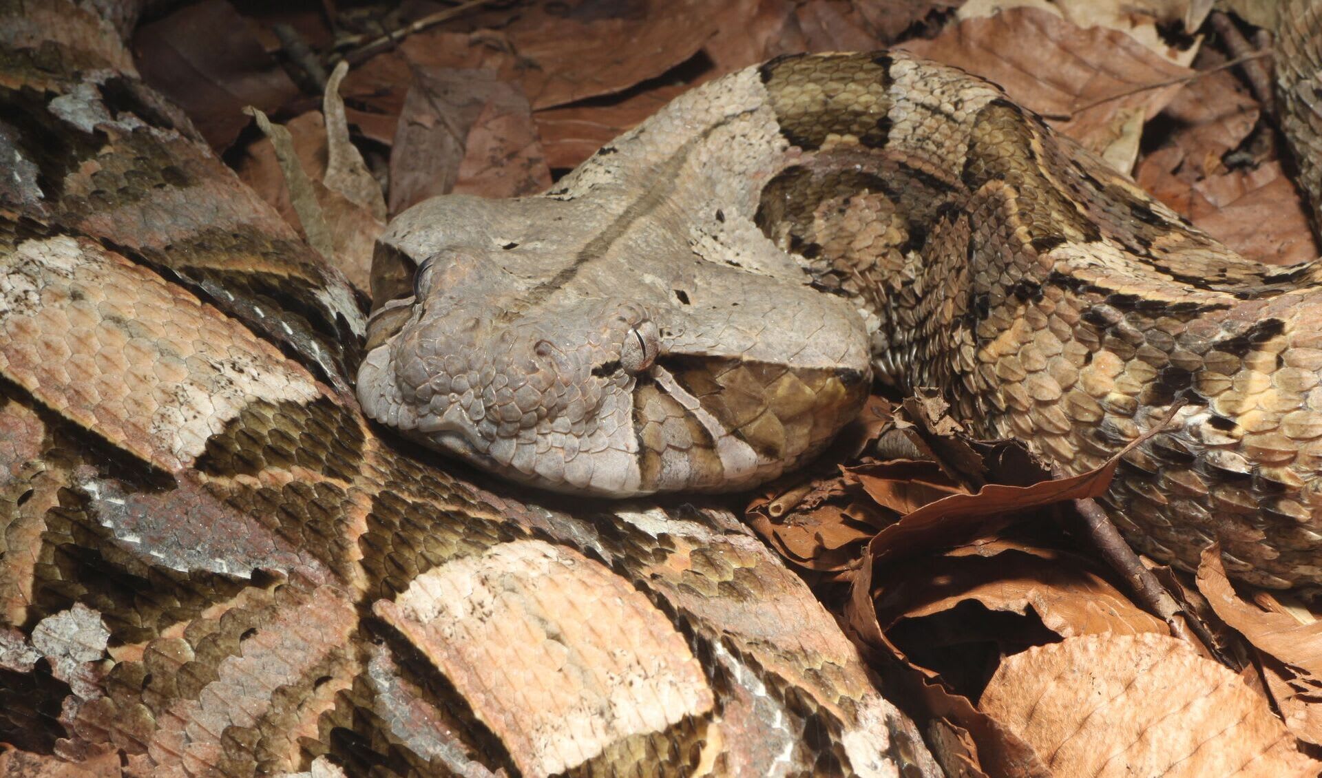 Gaboon viper facts, distribution & population | BioDB