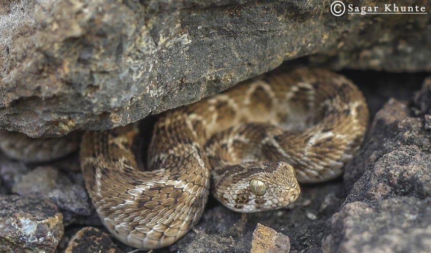 Echis – Carpet vipers: facts, distribution & population | BioDB