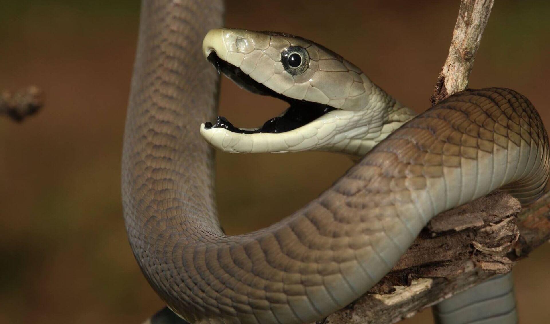 Black mamba facts, distribution & population | BioDB