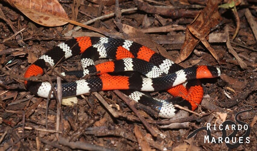 Micrurus – Coral snakes: facts, distribution & population | BioDB