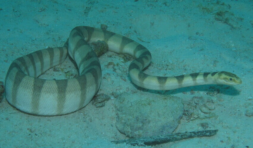 Hydrophis – Sea snakes: facts, distribution & population | BioDB