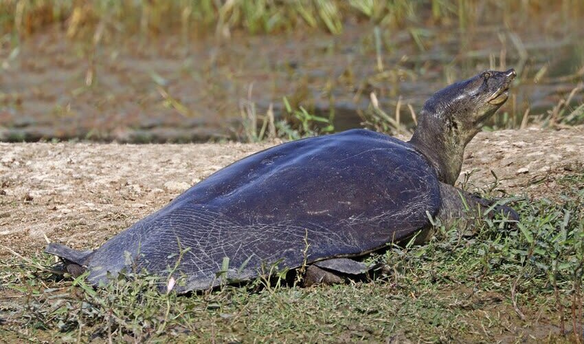 Lissemys - Southern Asia softshell turtles: facts, distribution ...