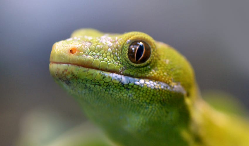 Gekko – True geckos: facts, distribution & population | BioDB